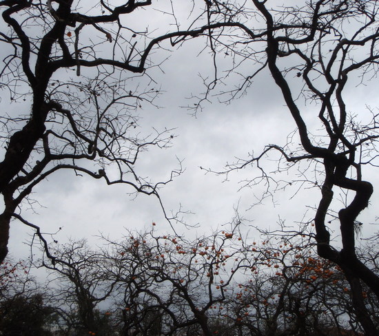 小さな写真から: 怪しい木 suspicious tree