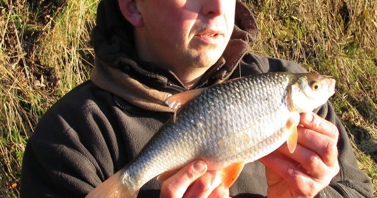 A Specialist Anglers Diary: Stillwater roach - the helicopter bolt rig