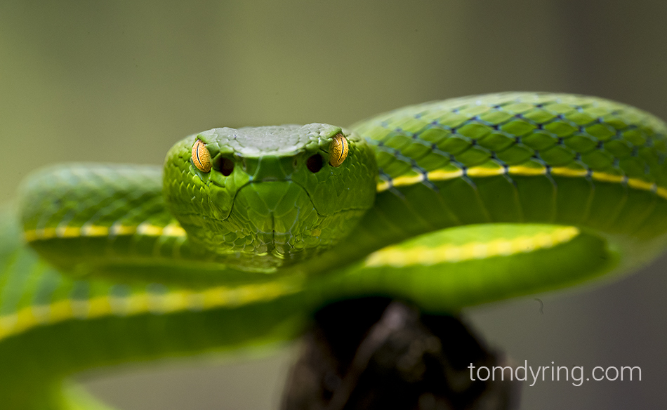 TOM DYRING WILDPHOTO / NN: PIT VIPERS FROM THAILAND JUNGLE JULY/ AUG 2018