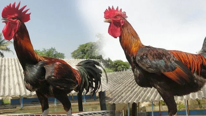 Cara Tepat Merawat dan Melatih Ayam Pelung