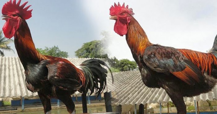 Cara Tepat Merawat dan Melatih Ayam Pelung - niadi.net