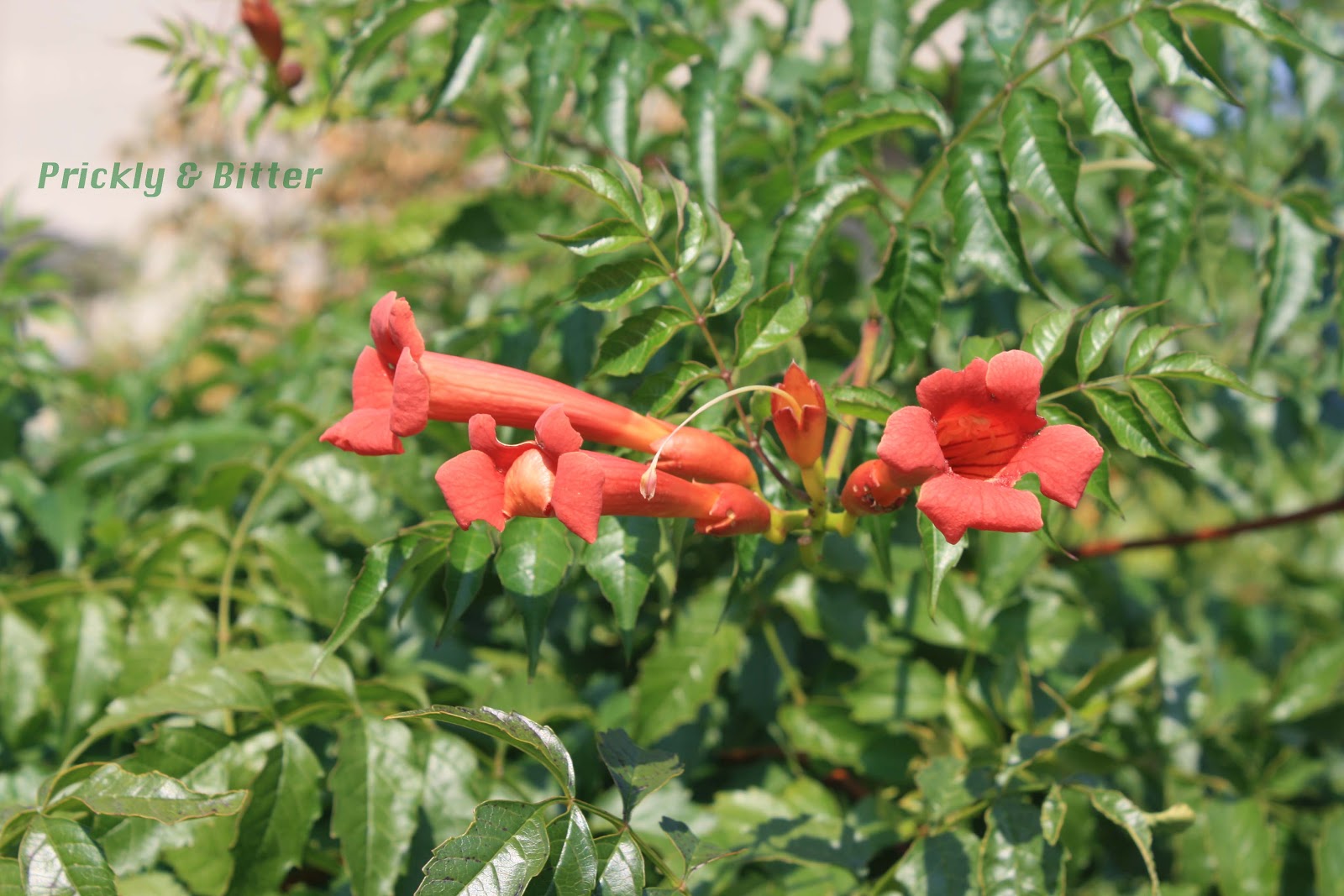 Prickly and Bitter: The noxious cow itch vine