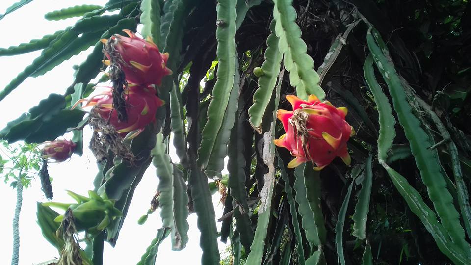 Pitaias e Pitayas: Fotos Botões, Flores e Frutos