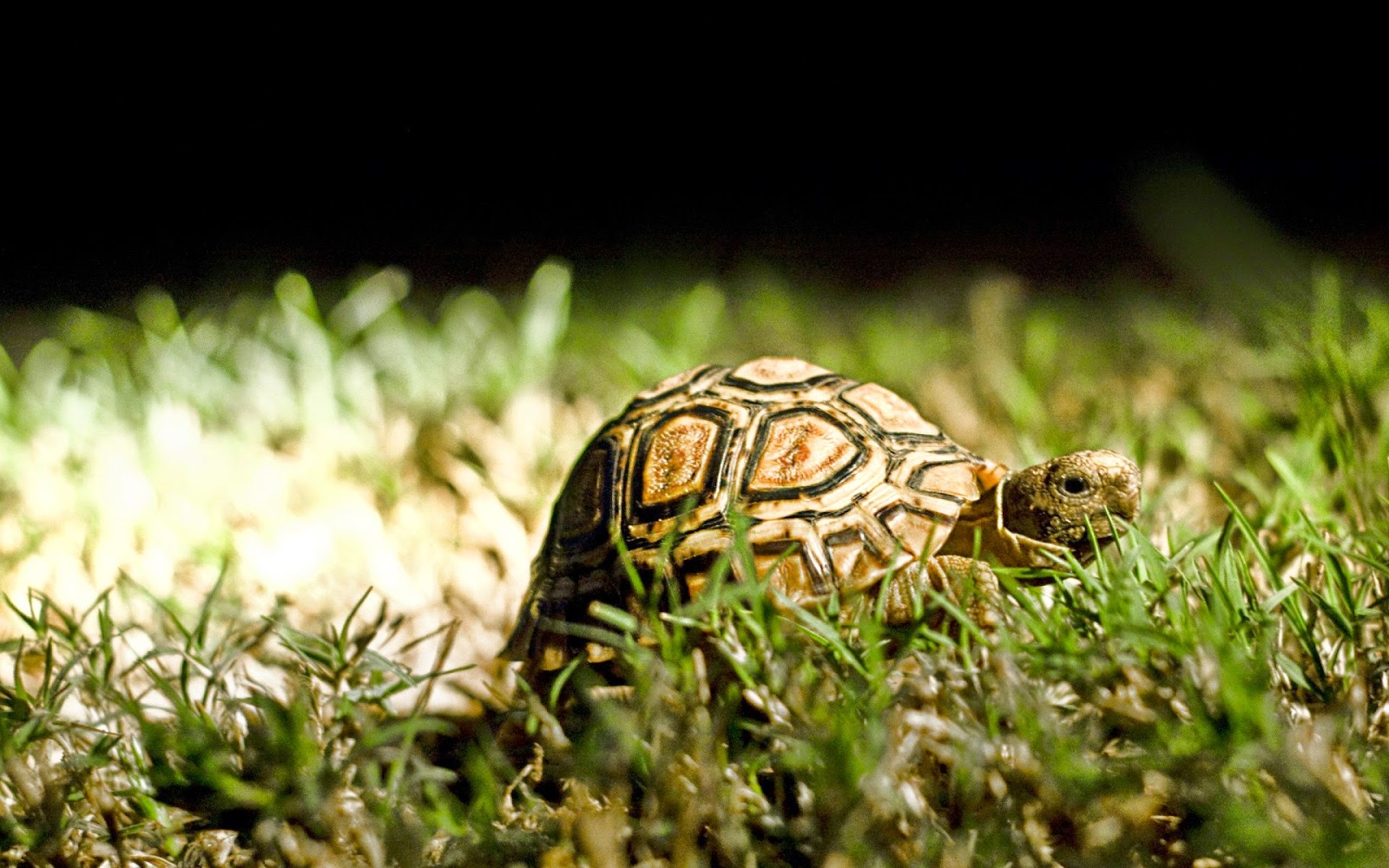 Sea Turtle - HD Wallpapers | Earth Blog