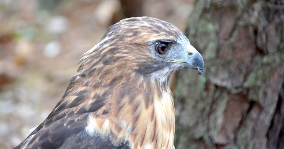 Urban Wildlife Guide: Red-tailed Hawk