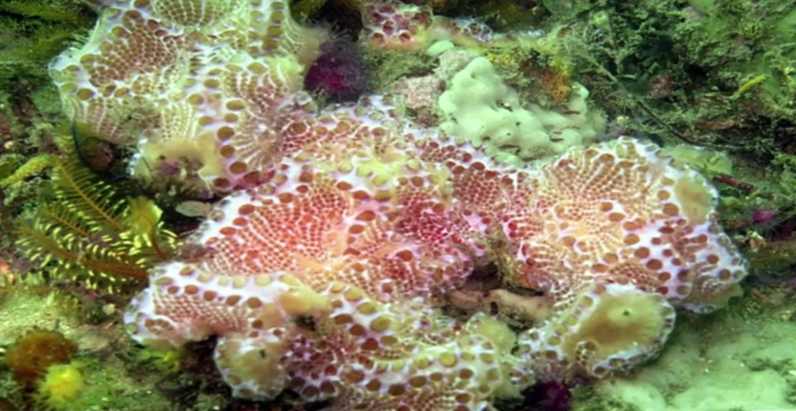 Tivanisiran. La Finalización del Primer Ensayo de Fase III ( De 3 a ...