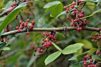 What are the medicinal benefits of Nepali Pepper (Zanthoxylum Armatum ...