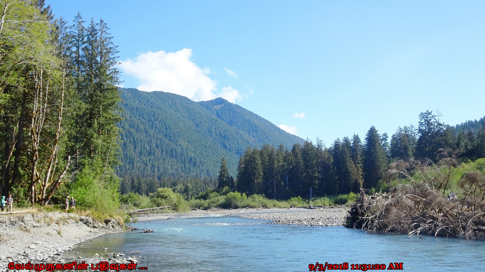 Hoh Spruce Nature Trail - Exploring My Life