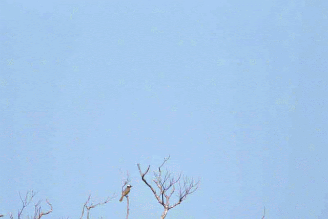 Ryukyu Life: Wordless Wednesday -- Noisy Bird GIFs