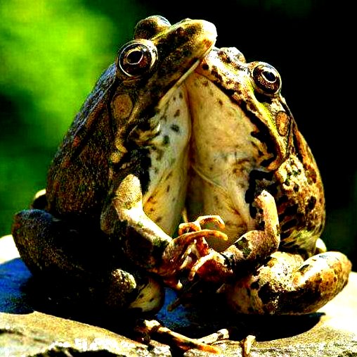 The Flying Tortoise: Love. It's What The World Needs Plenty Of...