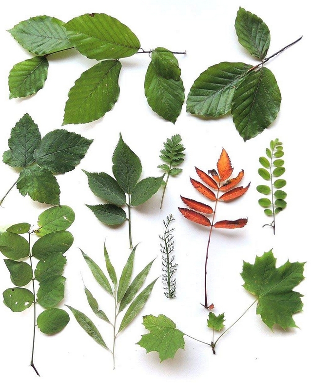 Moois van ' M(i)e': allemaal blaadjes!