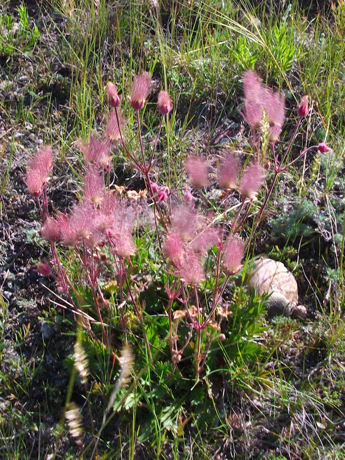 Prairie Wildflowers: Three Flowered Avens: Prairie Smoke