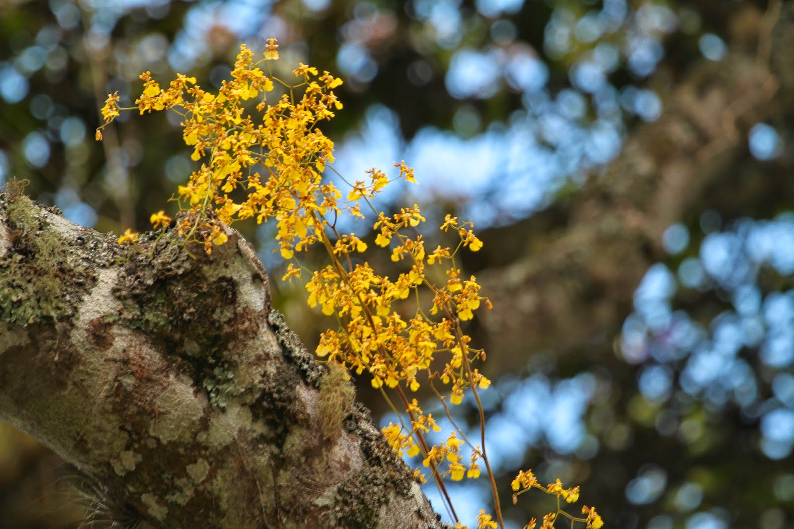Nuestro bello mundo...: Birding Tour in the Andes, Merida and Barinas ...