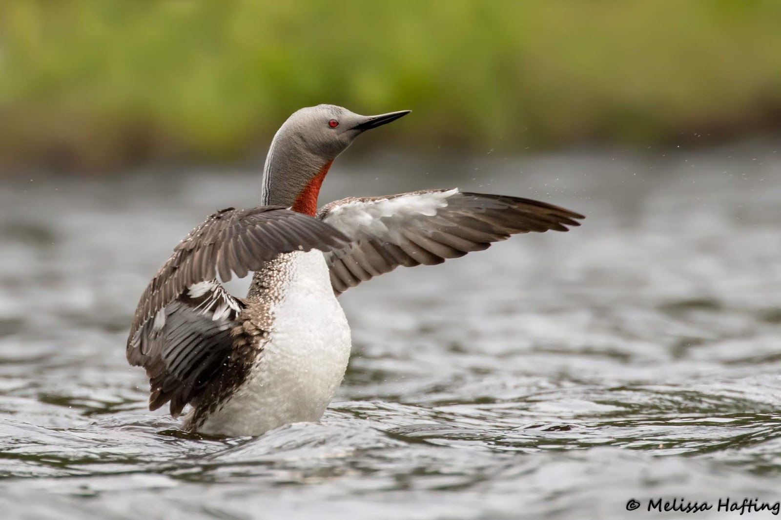 A magical moment with a Red-throated Loon