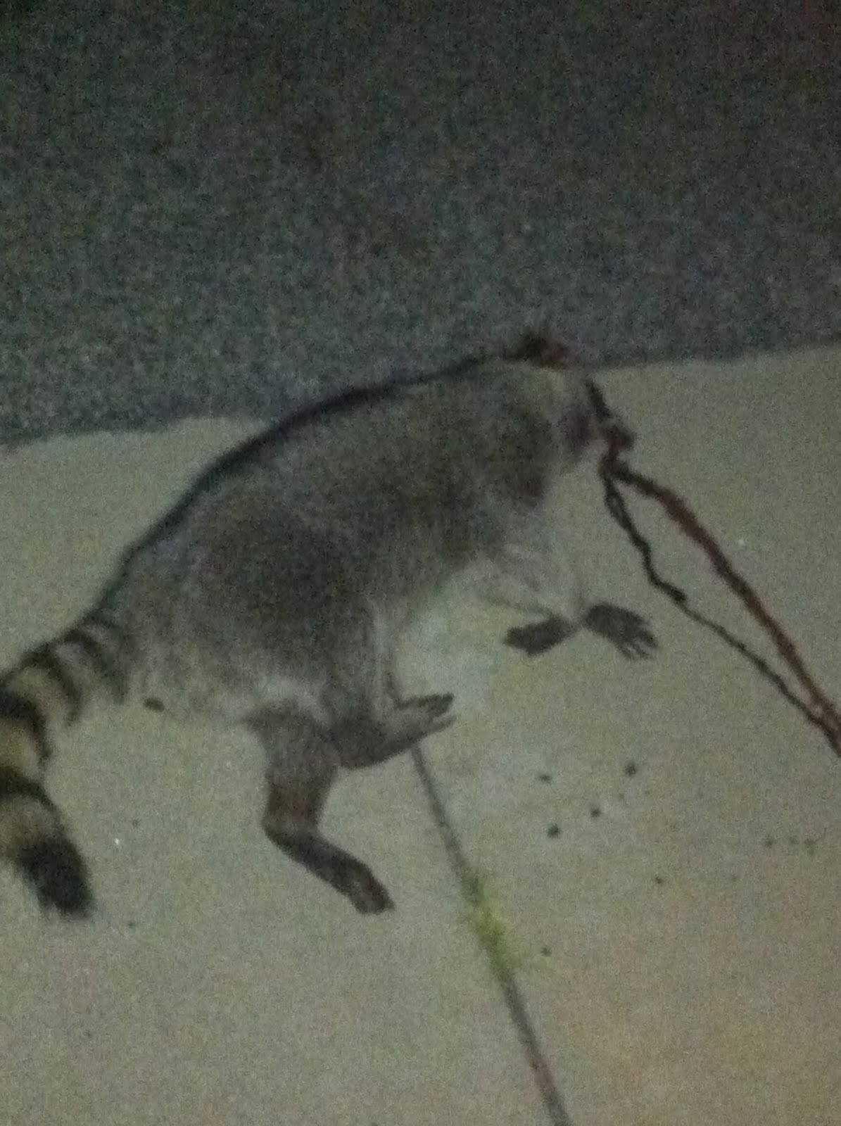 EP Editorials: GRAPHIC IMAGE (Dead Raccoon)