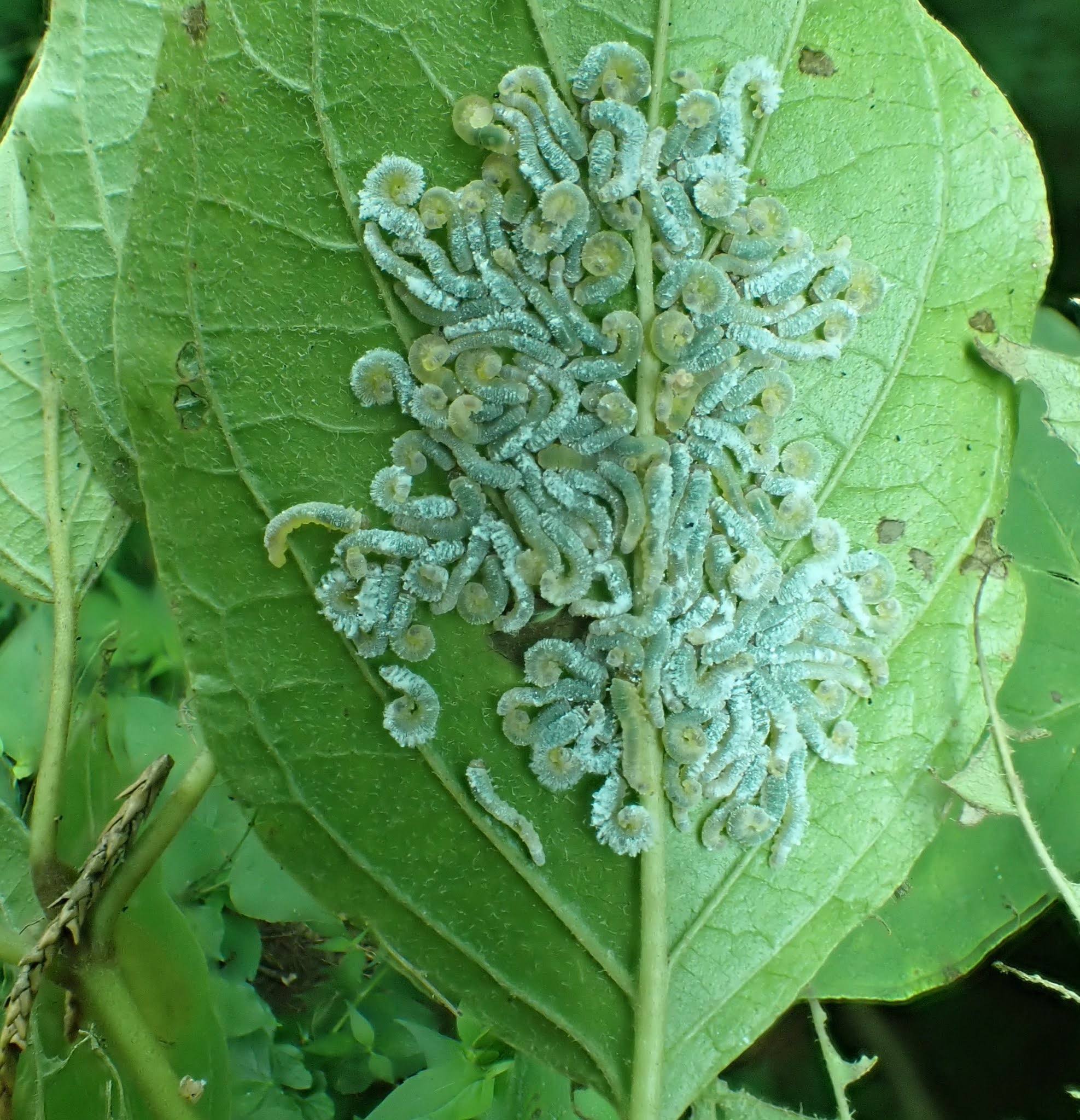 Springfield Plateau: Strange Larvae