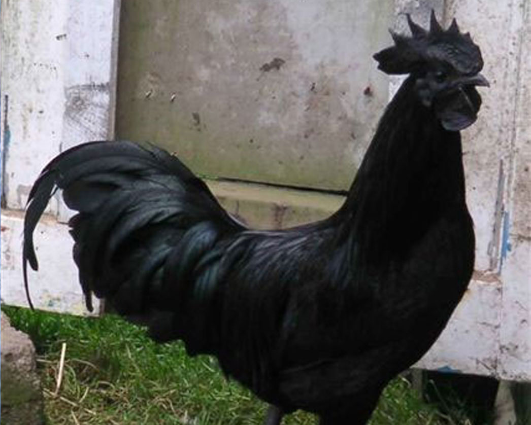 Delta: Raising Chickens Cemani