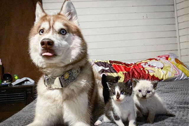 Husky se convierte en heroína al salvar una camada de gatitos. - Mundo ...