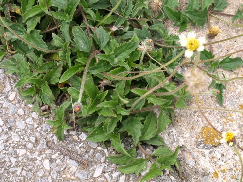 KHASIAT DAN MANFAAT SONGGOLANGIT / KETUMPANG UNTUK ASAM URAT, DIARE ...