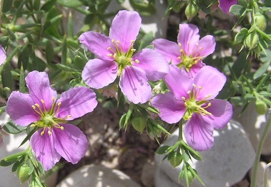 ALAM TUMBUHAN: KELUARGA FAGONIA / FAGONIIA (Zygophyllaceae family)