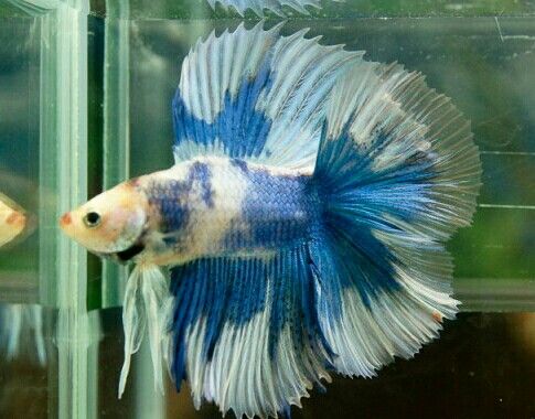 Jenis - jenis Ikan Laga ( Betta Fish )