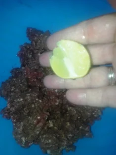 Mince Meatballs Recipe - Yummy Traditional