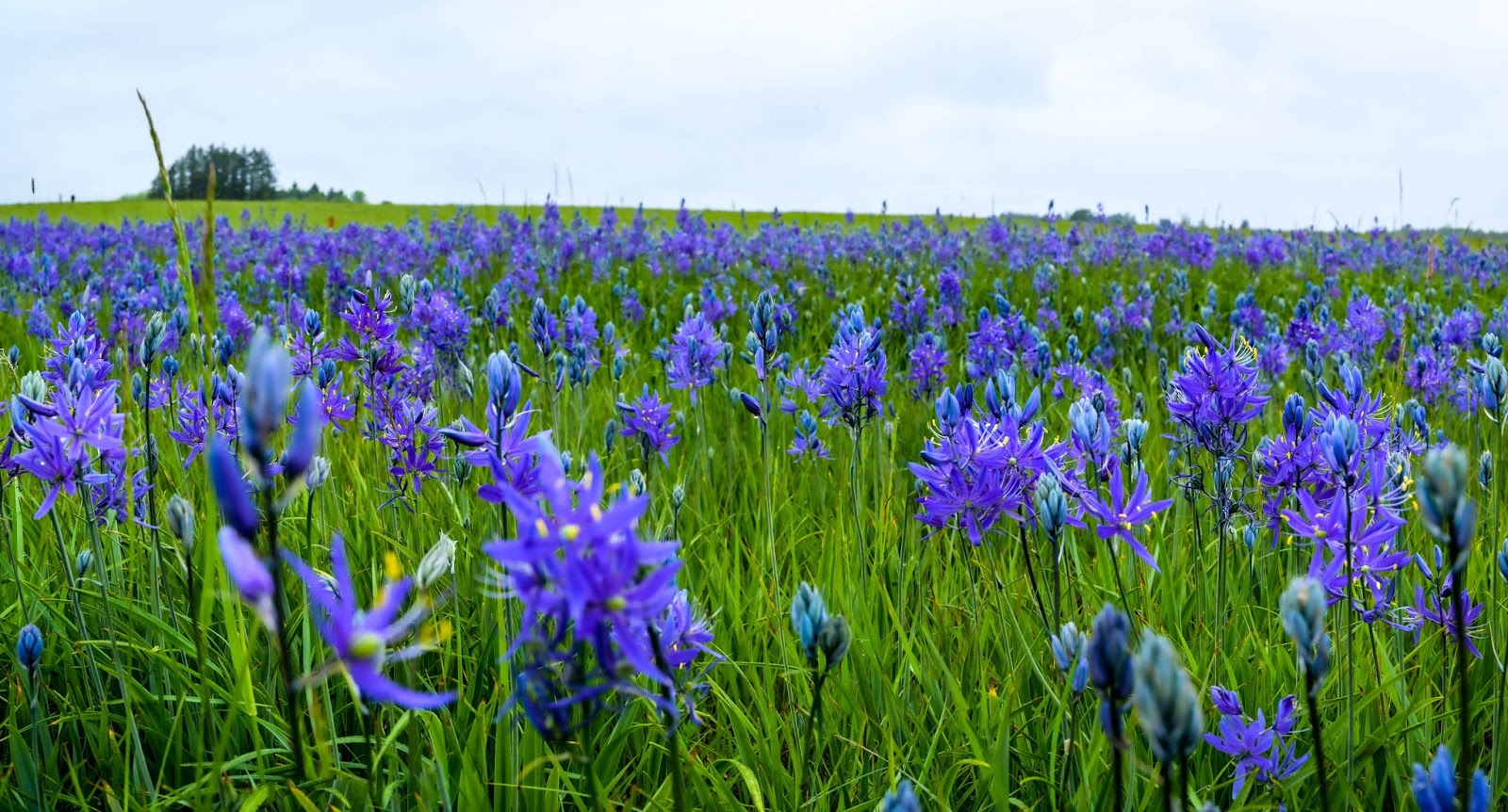 Illuminations from the attic: Spring on the Prairie