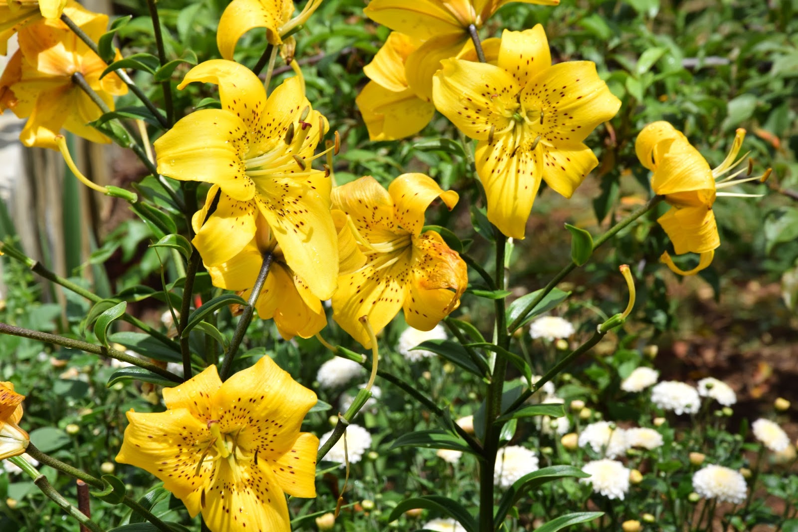 flowers and garden: Proper Care For a Lilium Plant