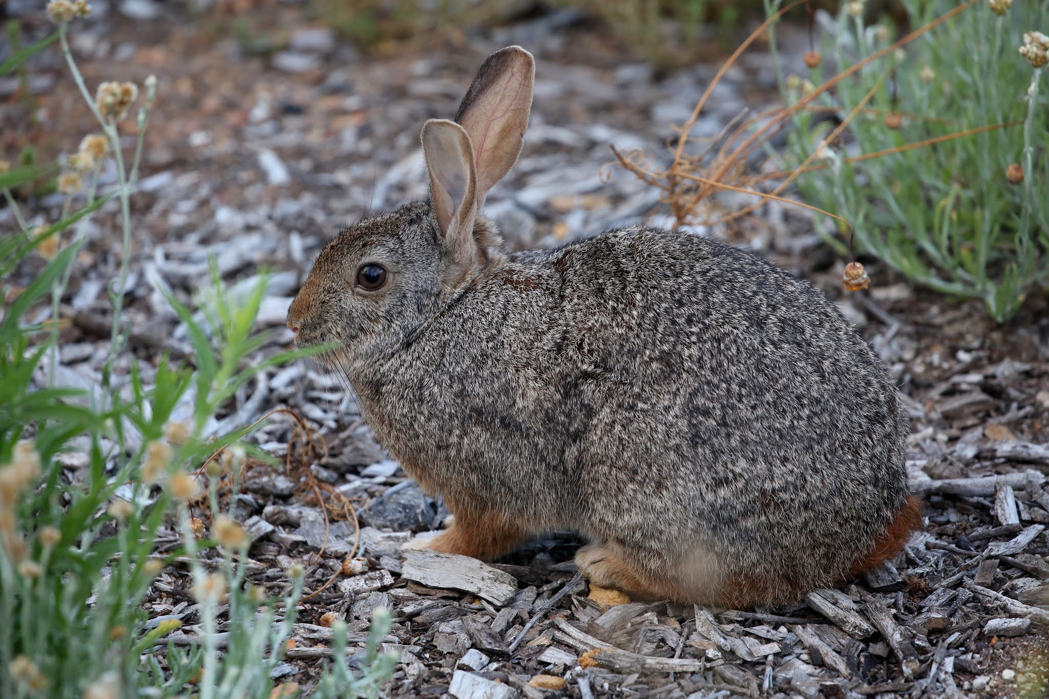 Worldbirder: Kogelberg Biosphere Reserve
