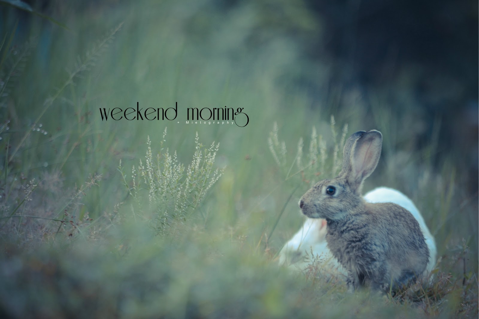 + m i e t o g r a p h y: Weekend Morning | Rabbit Invasion