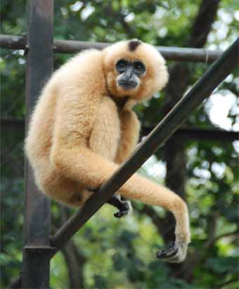 Gibbon | Wildlife | The Wildlife