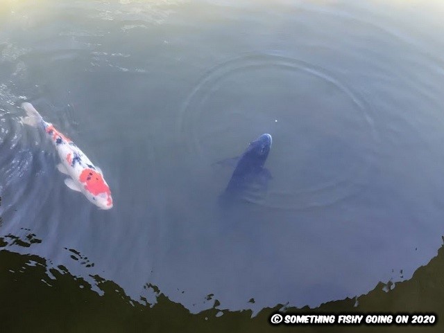 Something Fishy Going On: More species hunting fun in Japan : Yanagawa ...