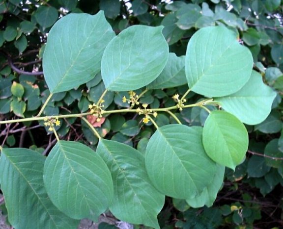ÁRBOL DE MAVI=SOLDIERWOOD=CERVEZA NATIVA