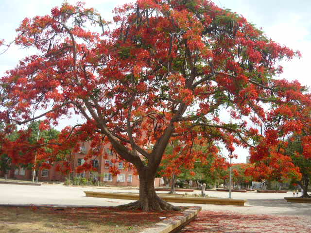EL ÁRBOL DE GALLITOS ROJOS | ENFOQUES NATURE