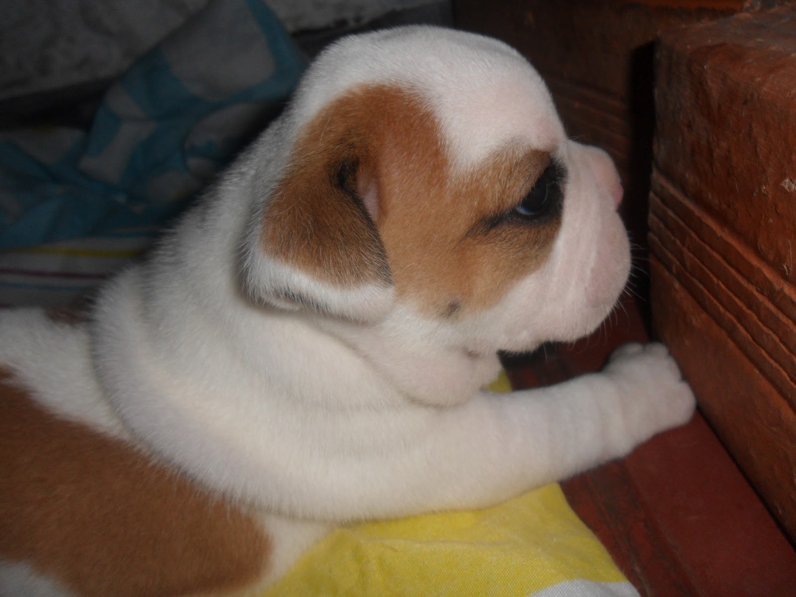 los perros mas finos de mejores razas