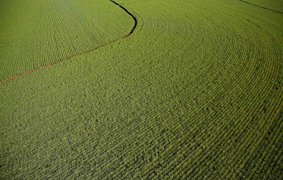 VerdeMente: Os Benefícios da Policultura