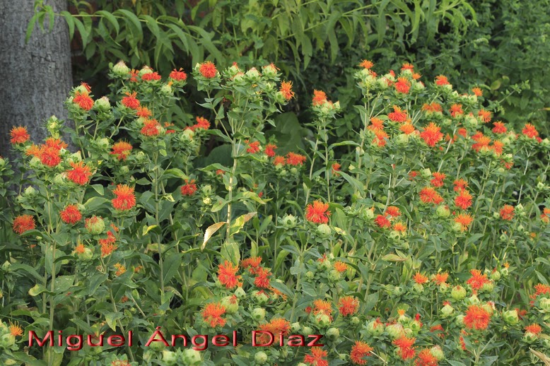 Cuaderno de Campo: Falso azafrán, alazor, cártamo (Carthamus tinctorius)