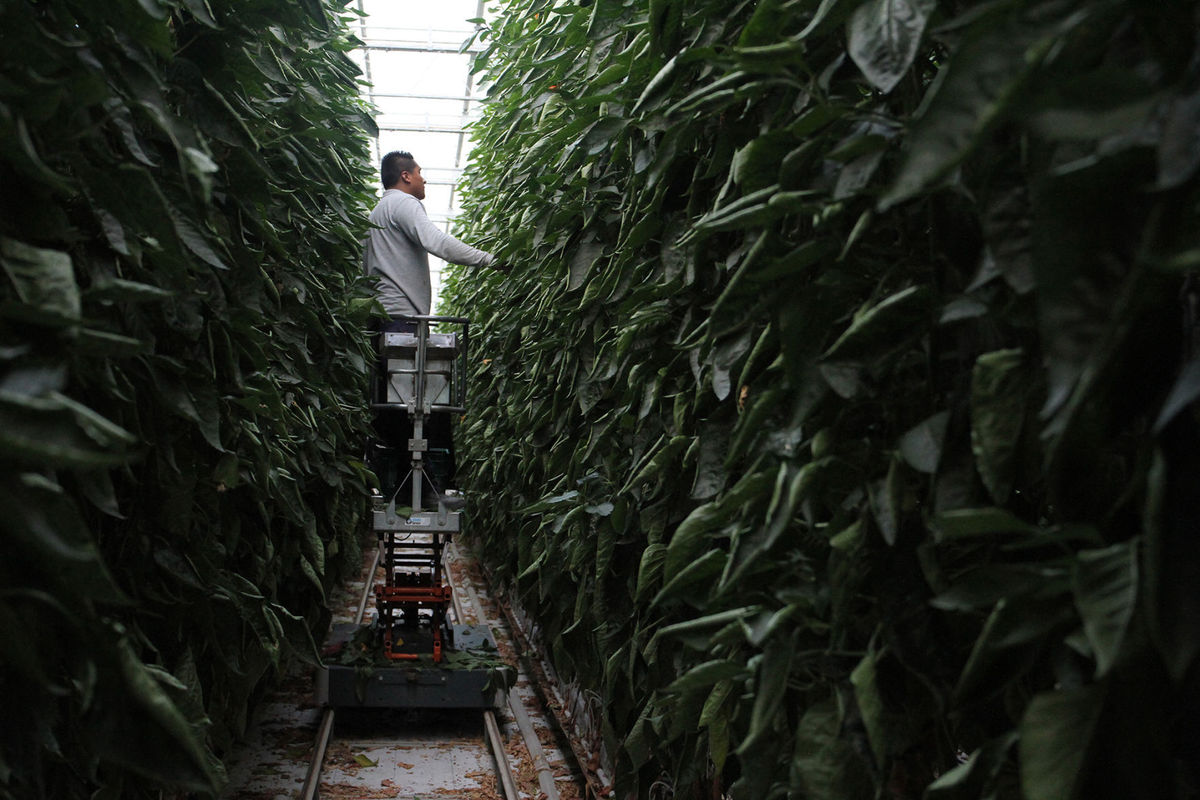 Mexico looks to high-tech 'agroparks' to drive agricultural future