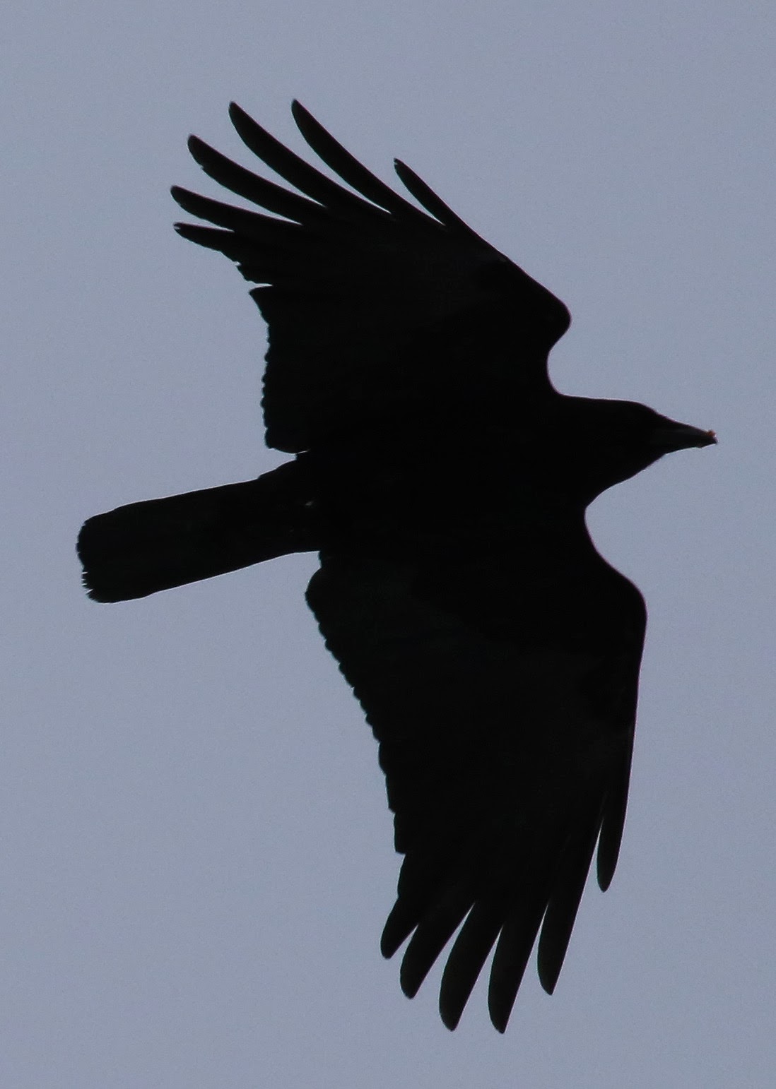 All of Nature: Crows