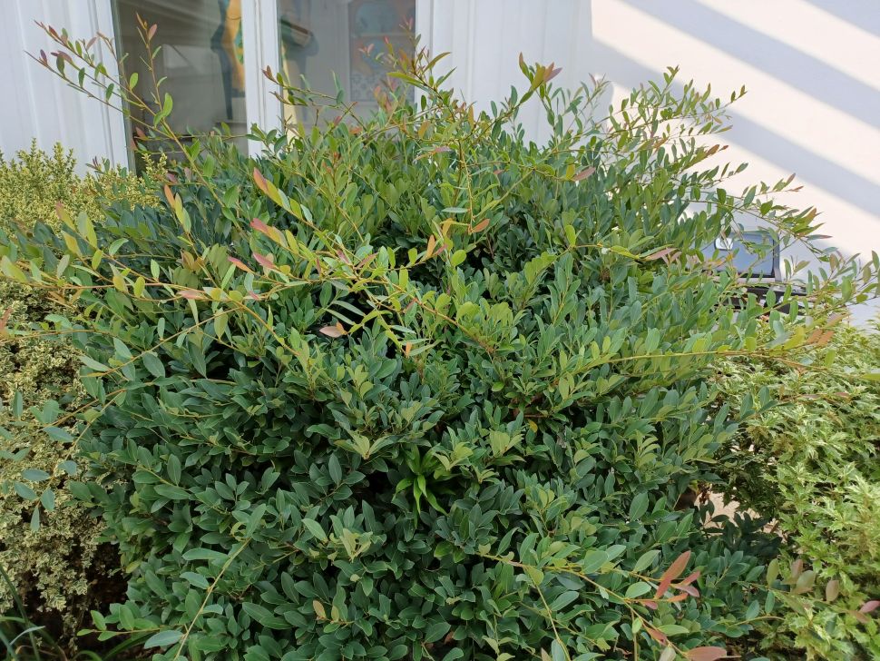 Future Plants by Randy Stewart: Isu Tree