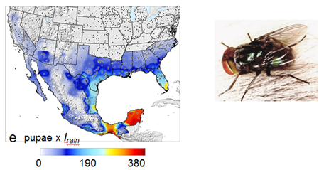 The new world screwworm: distribution and eradication