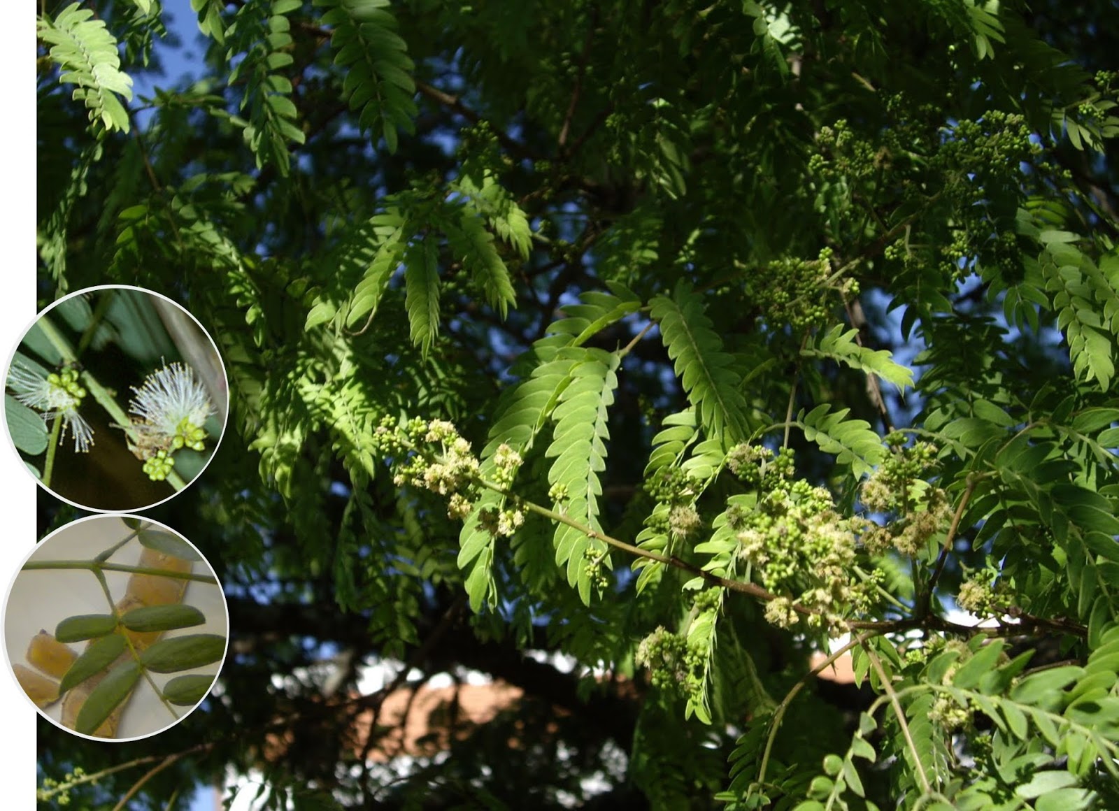 v e r d e c h a c o: Timbó blanco