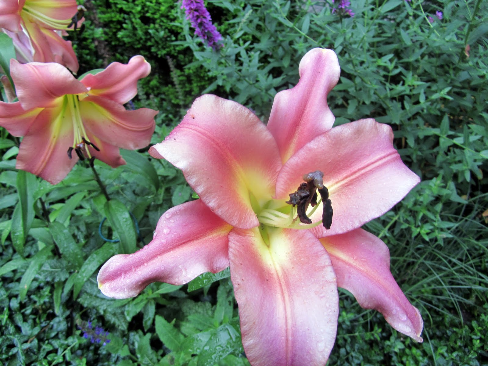 Gatsbys Gardens: Lovely Lilies