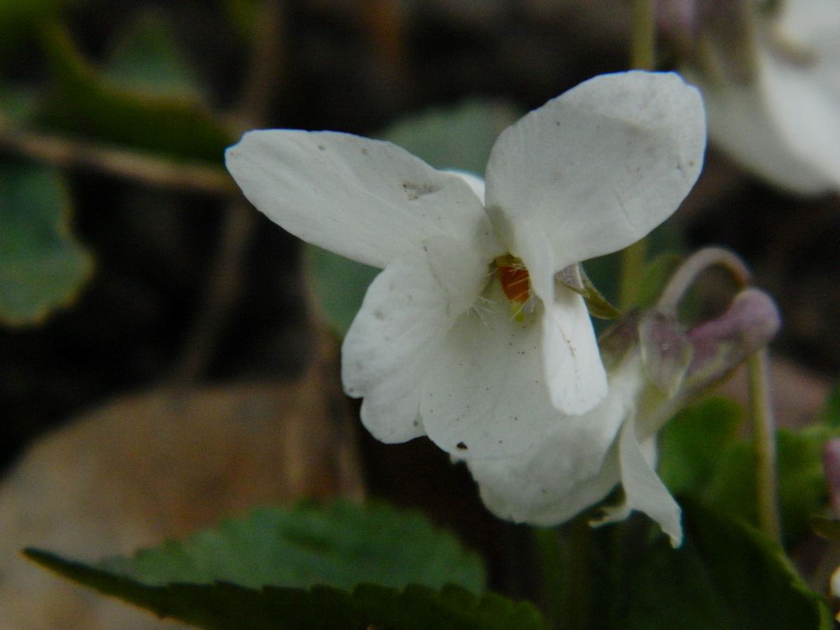 LA MULTI ANI, ROMANIA!: Toporasi albi