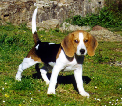 PeRrOs De RaZa: raza beagle