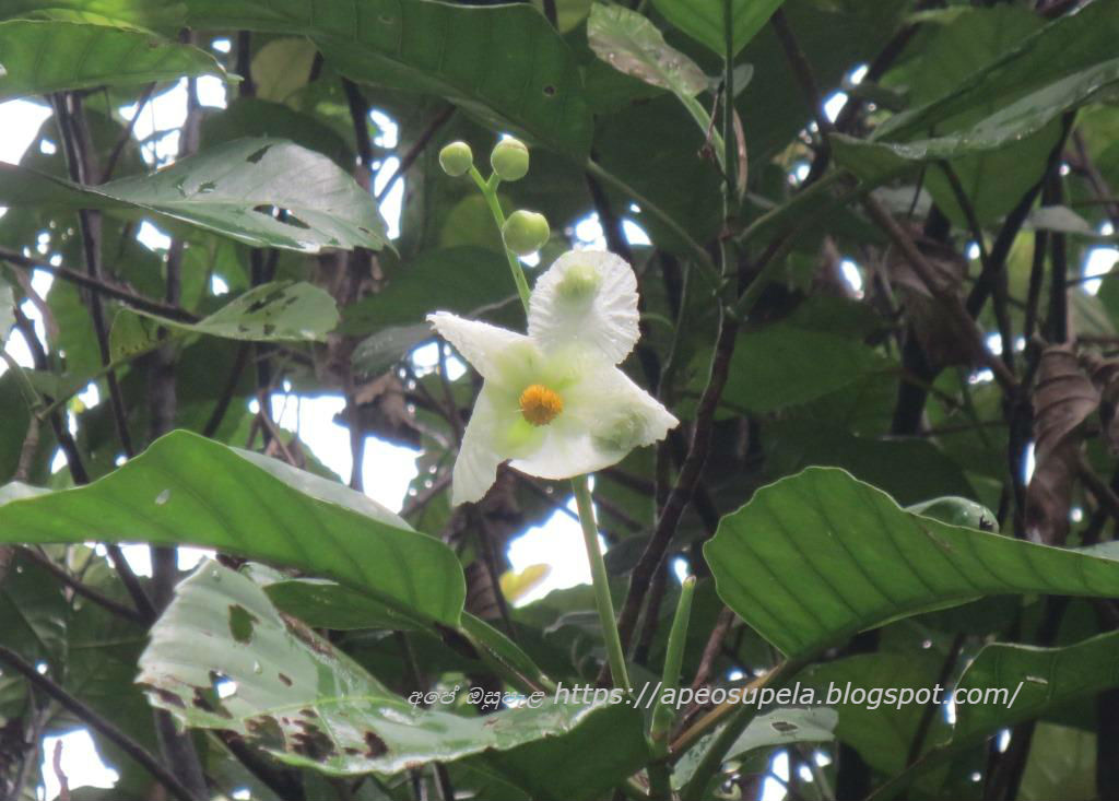 ගොඩපර [Godapara] (Dillenia retusa) ~ අපේ ඔසුපැළ Medicinal Plants of Sri ...
