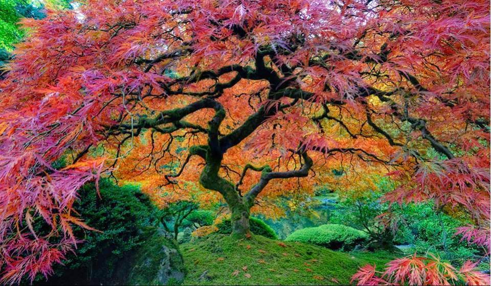 Most Magnificent Trees From Around The World - HAFACS
