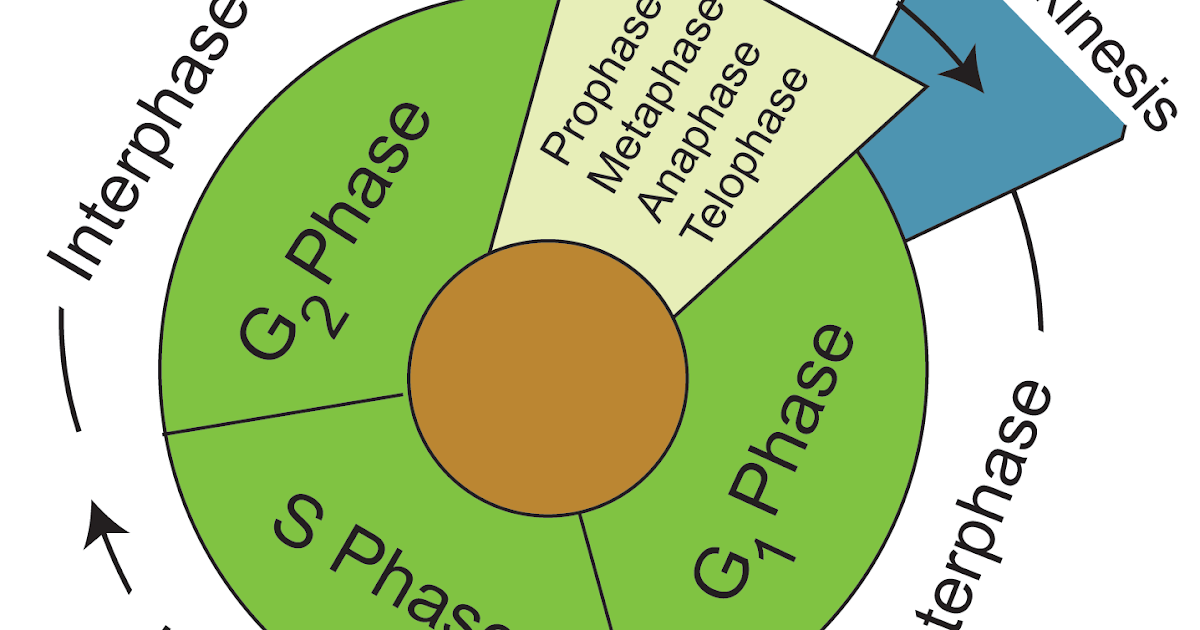 Cell Cycle - Phases , Diagram , Types and Comparison