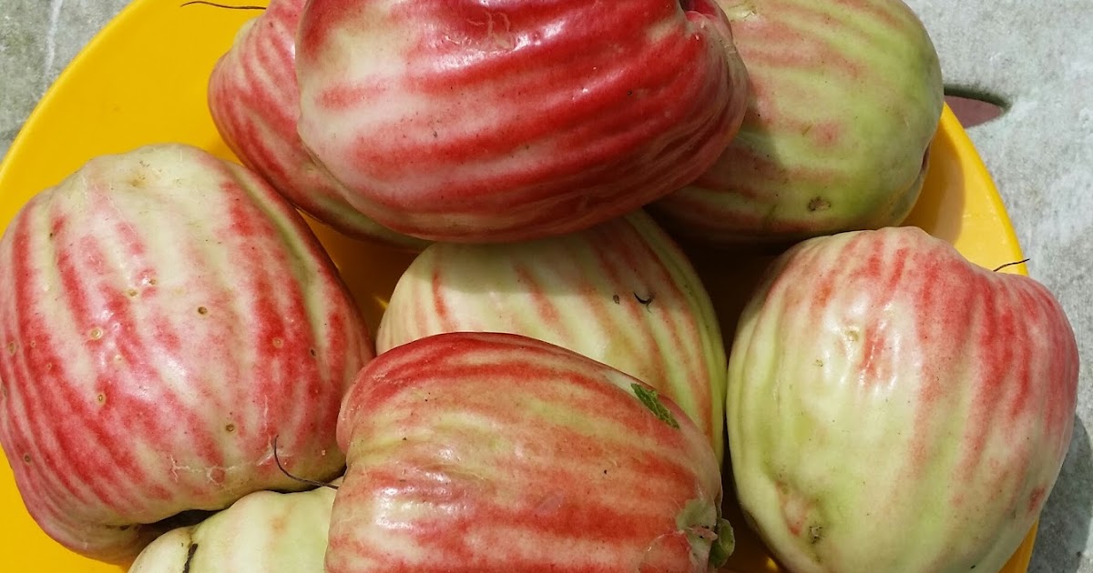 Warisan Petani: Buah Jambu Bol