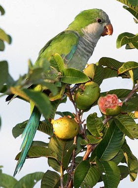 Real Parrot: 10 JENIS BURUNG PALING PINTAR BERBICARA DI DUNIA